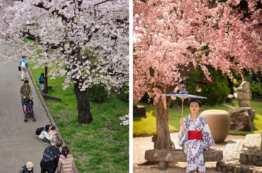 Cherry blossoms are an appreciation of spring and impermanence | A ...